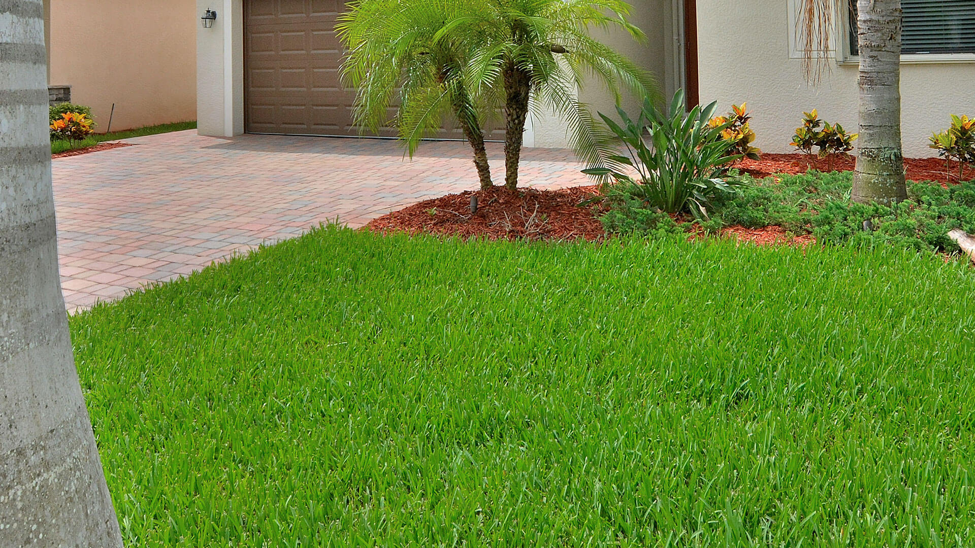 Love Your Lawn: Tips to Keep Your Sod Healthy and Vibrant Year-Round ...