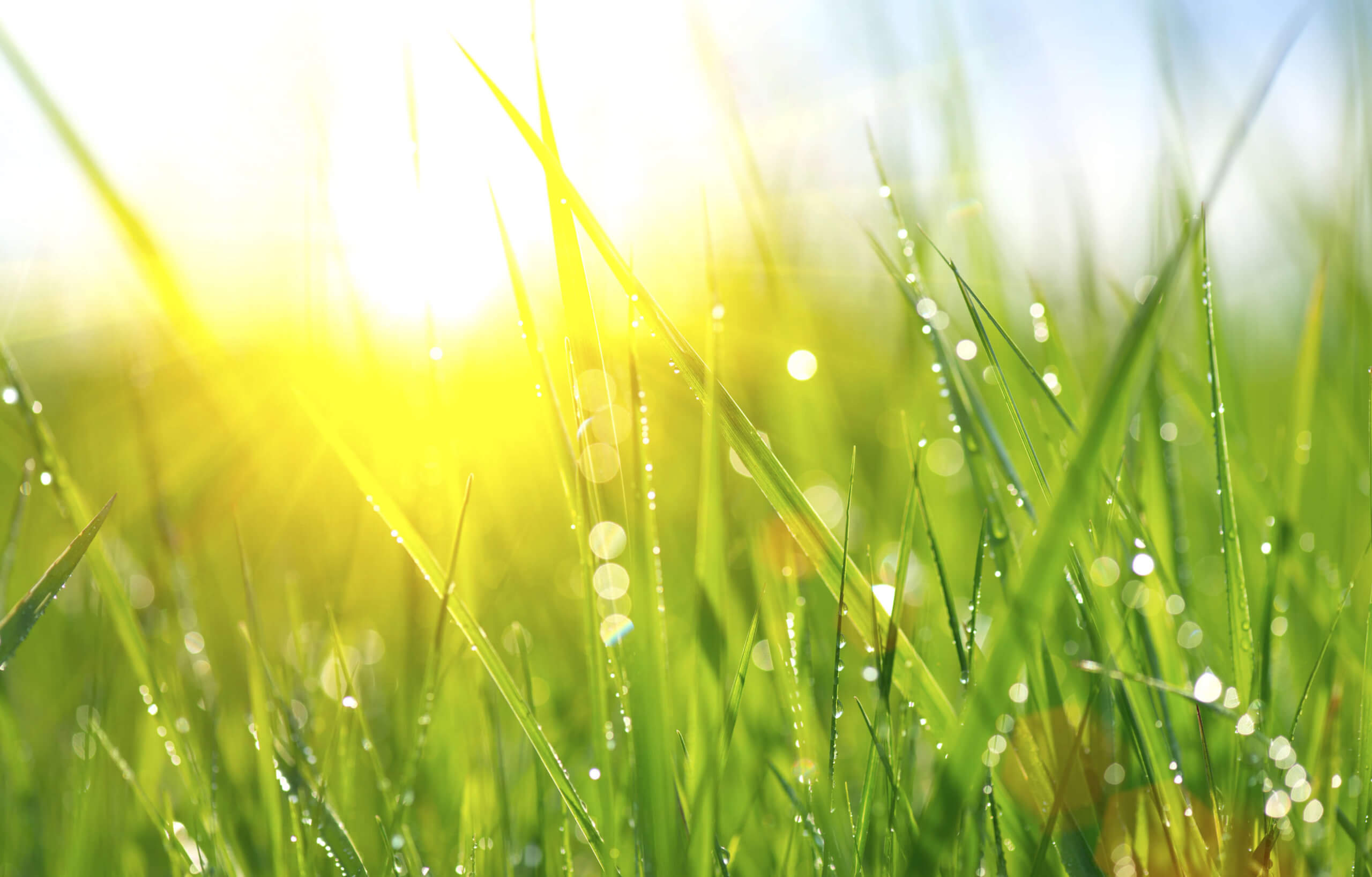 Spring Lawn Care Tips to Keep Your Grass Healthy and Lush - Duda Sod