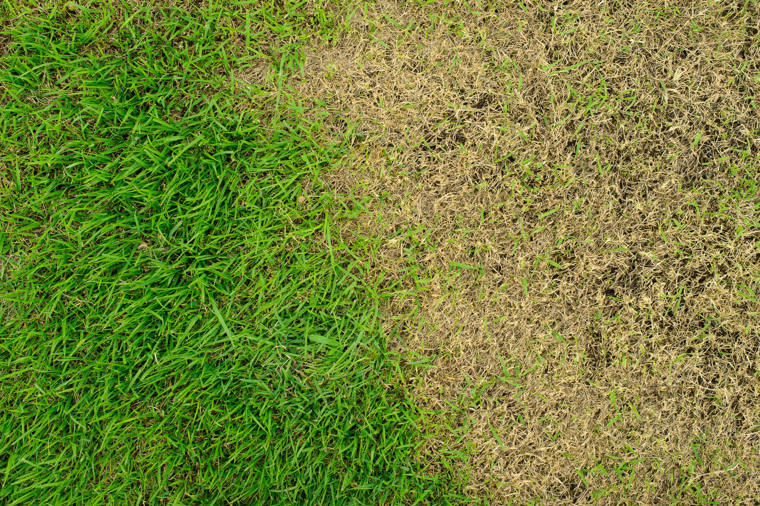 Common Florida Lawn Problems and Treatment - Duda Sod