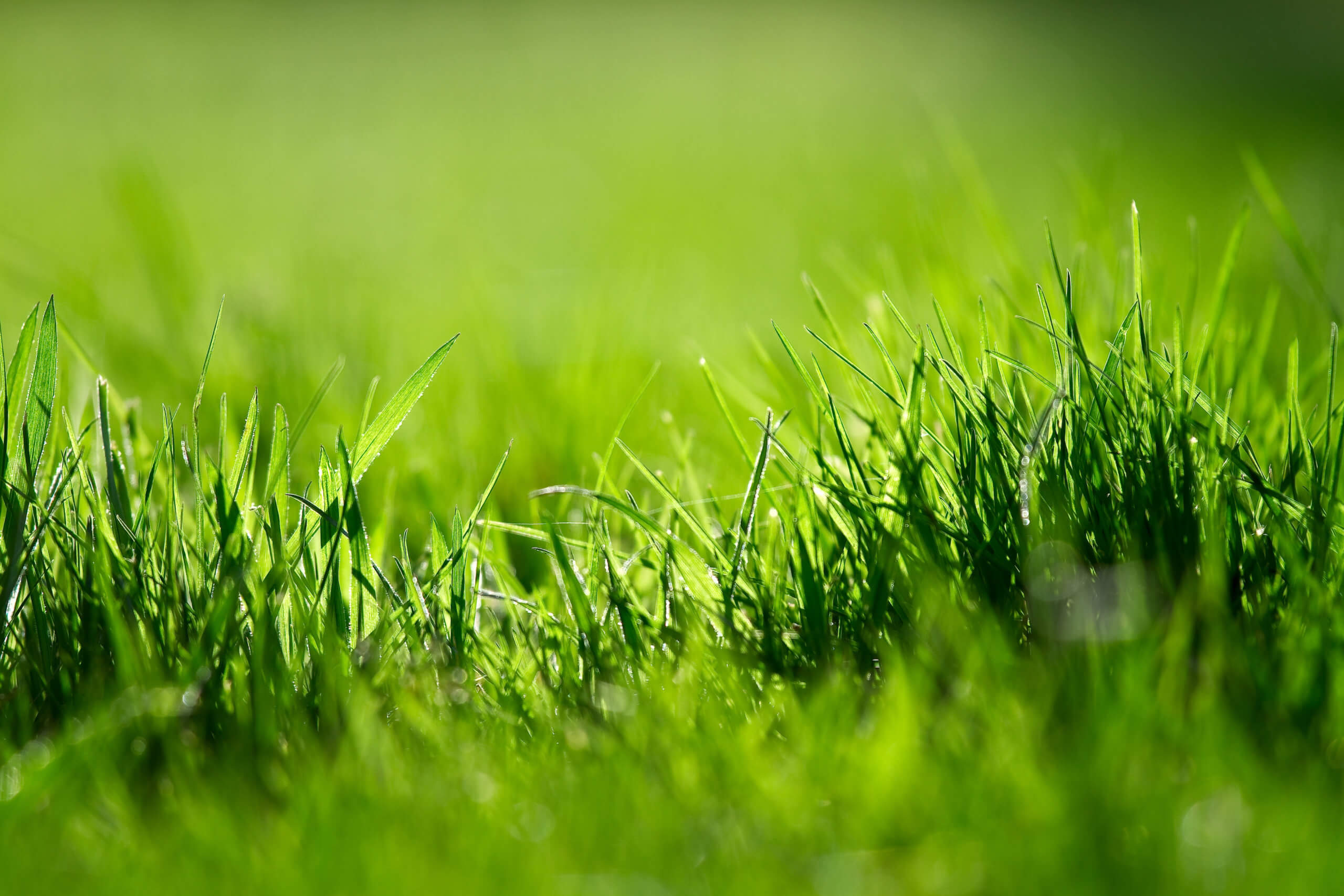 Use CitraBlue: How Shade Affects Southern Turfgrass - Duda Sod