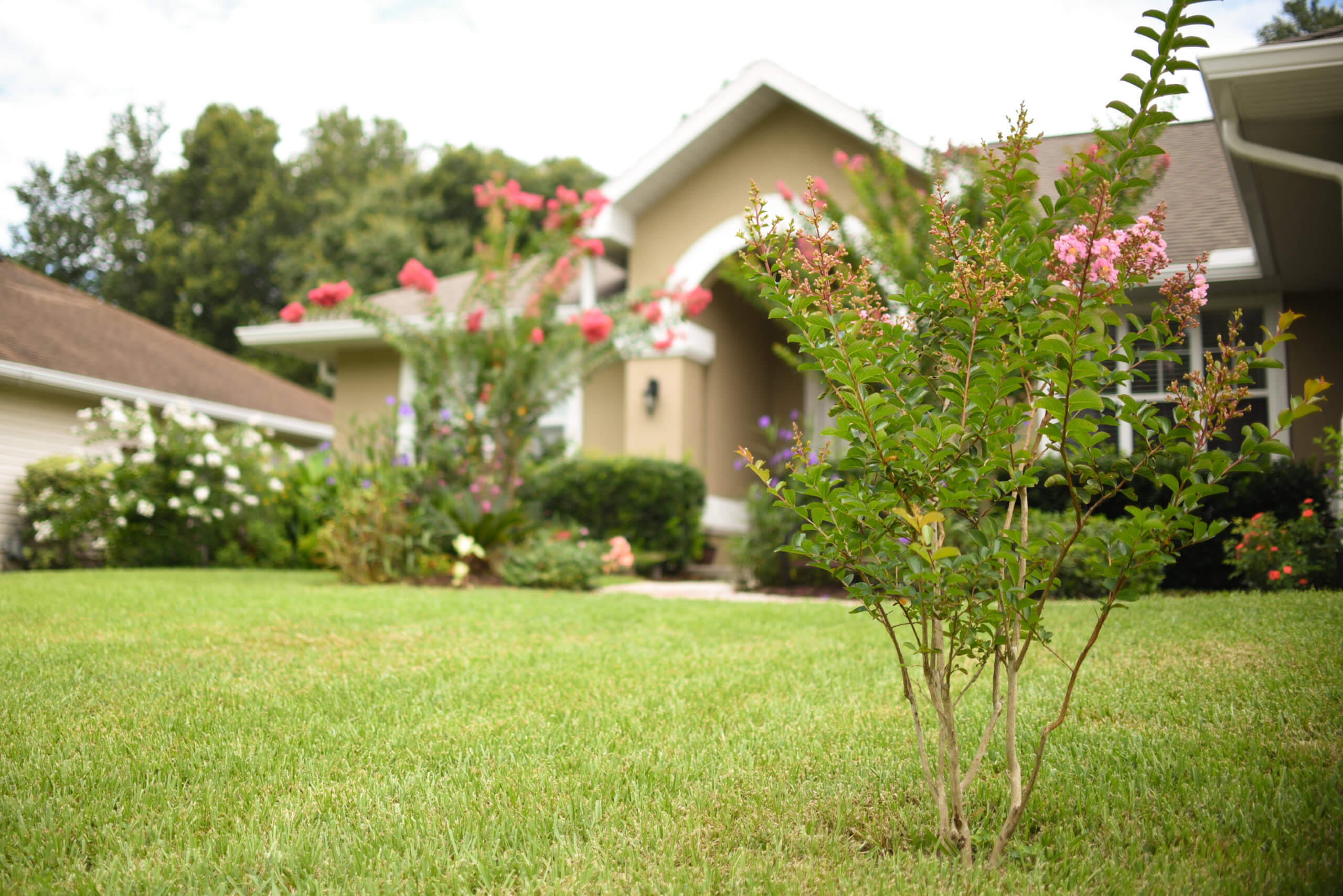 Tips for Caring for Your Florida Lawn in Fall - Duda Sod