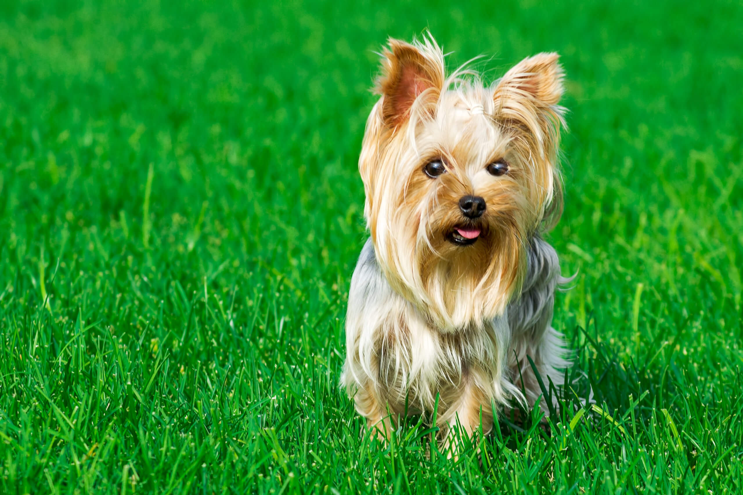 Maintaining a Pet-Friendly Lawn: Choosing the Right Grass for Your ...
