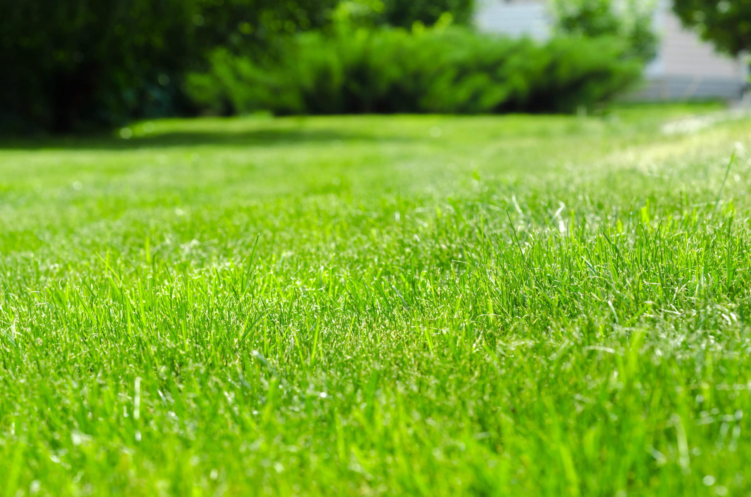Florida Best Practices From the Start for a Weed-Free Lawn - Duda Sod