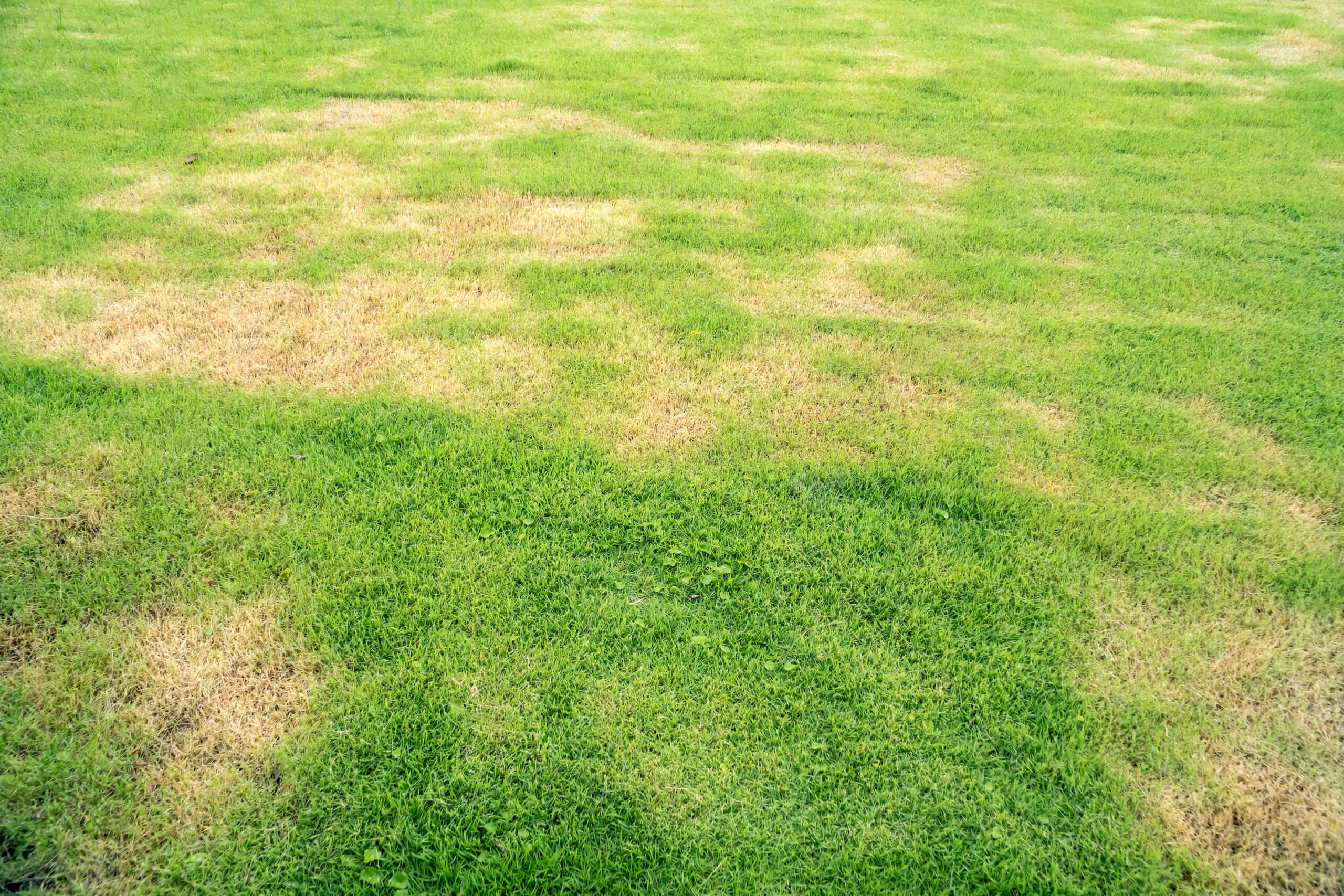 Chinch Bugs and Your Florida Lawn | Duda Sod