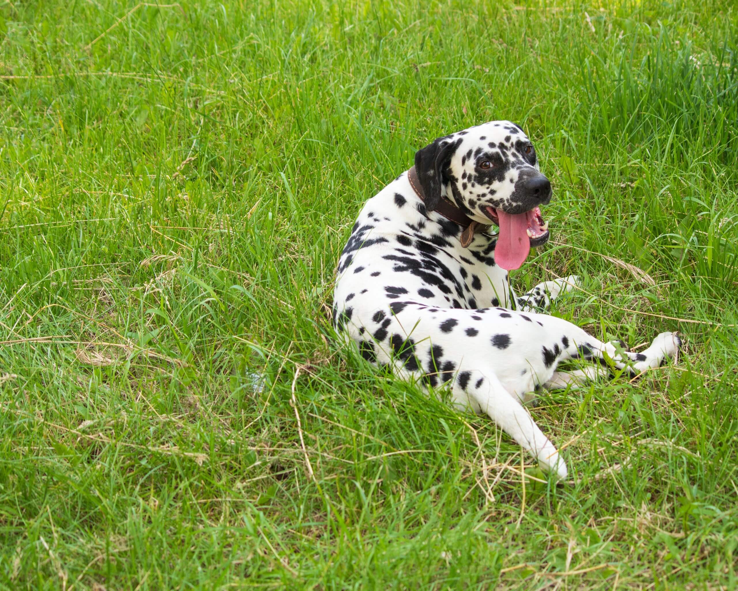 Dealing with Dog Spots on Your Lawn: Prevention and Repair Tips for ...